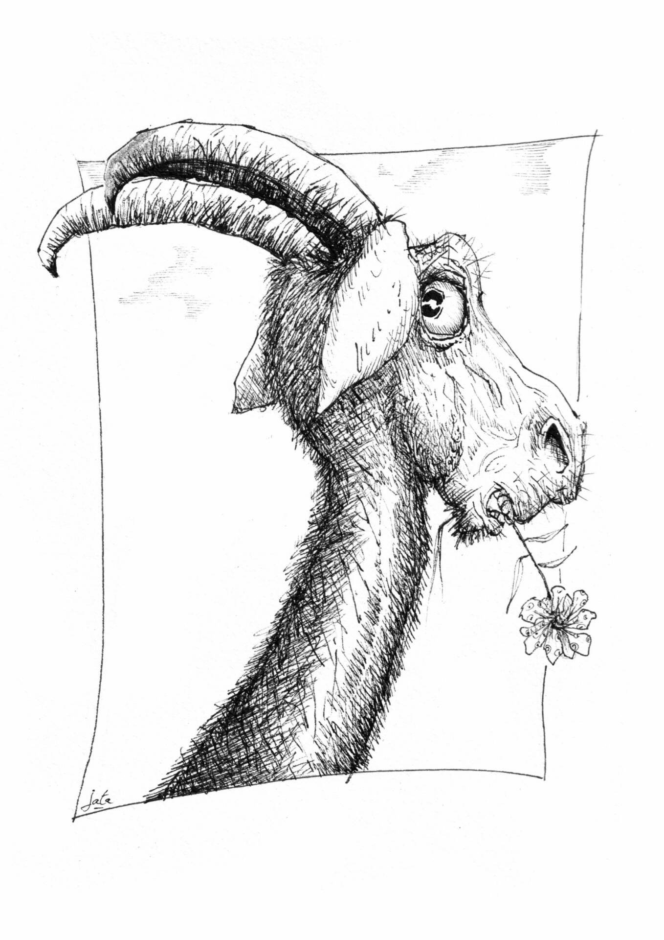 Cabri A4 - Galerie Jata